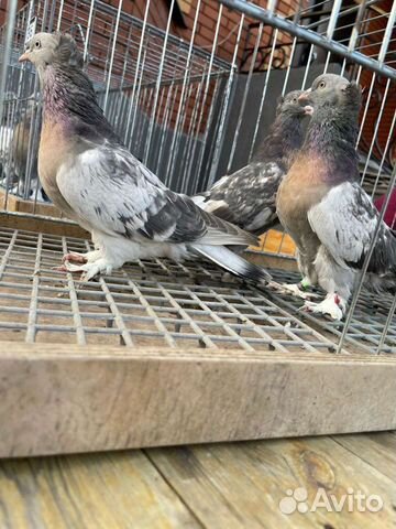Голуби турецкие такла