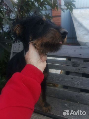 Собаки. Ягдтерьер. Охота