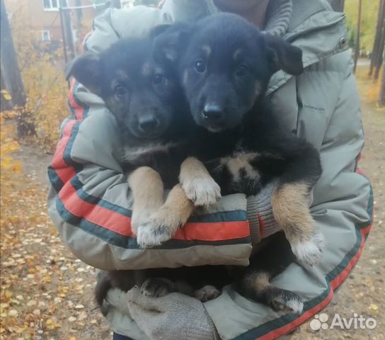 Сестрички ищут дом