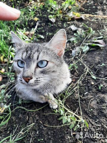 Красавица кошка