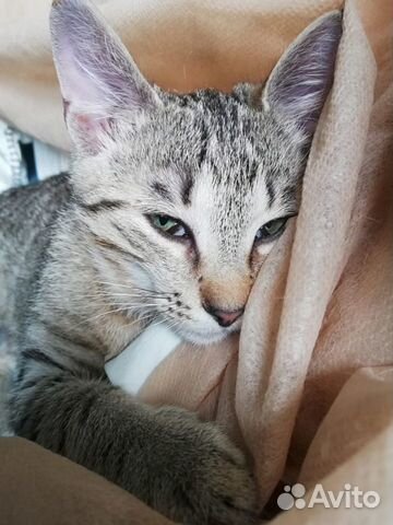 Отдаем отличного котенка Жоржика
