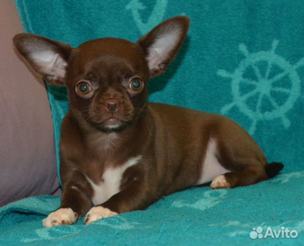 Чихуашка милашка