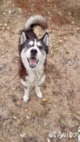 Найден кабкль Хаски (скорее всего смешан с Маламут
