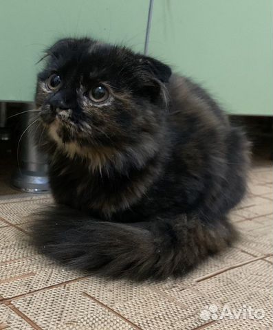 Котенок Хлоя ищет дом