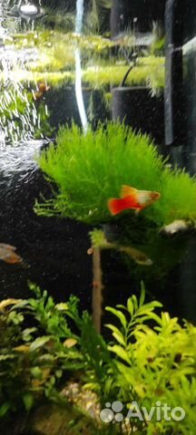 Пецилия жëлто-красная флаговая неоновая + мальки