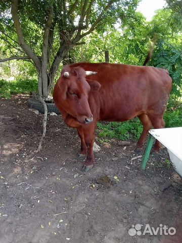 Тёлка стельная