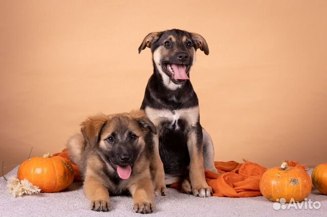 В дар щенки, согреющие в осенние деньки