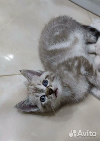Котенок, Необычная окраска