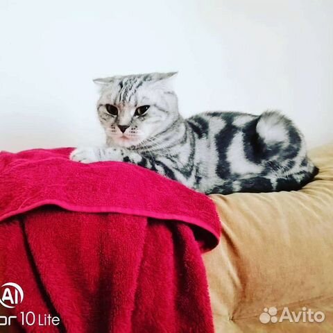 Кошка вислоухая