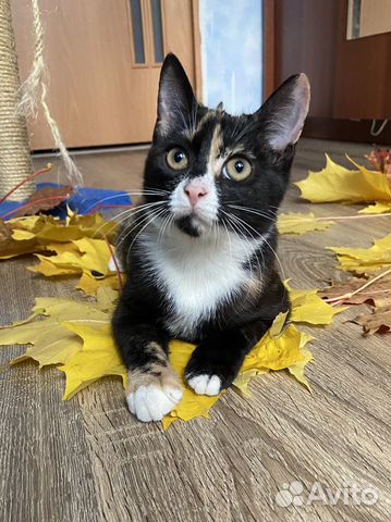 Трехцветное счастье в дом