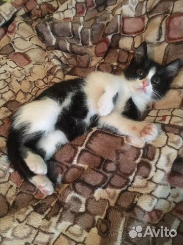 Котёнок Федя