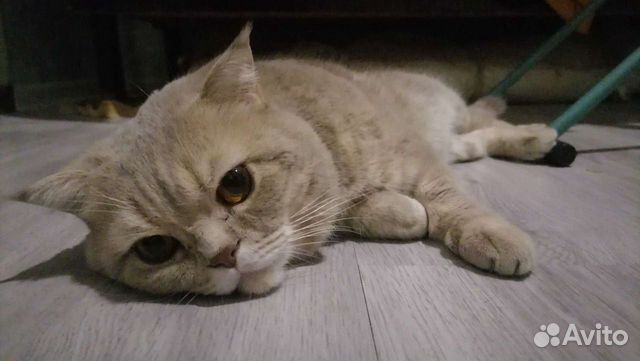 Шотландский кот на вязку