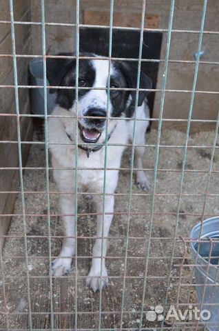 Молодой, но очень скромный Бостон ищет дом