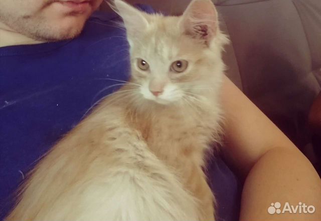 Котенок метис Рэдгол. 3.5 мес