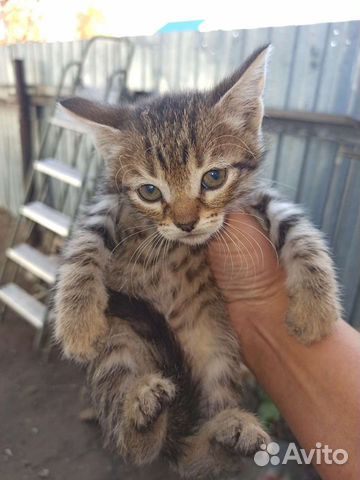 Котята