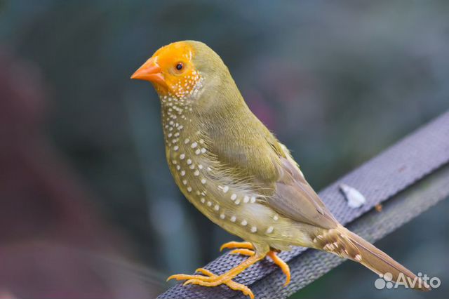 Тростниковые астрильды