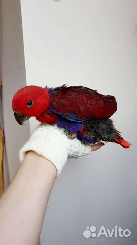 Эклектус, птенец-выкормыш