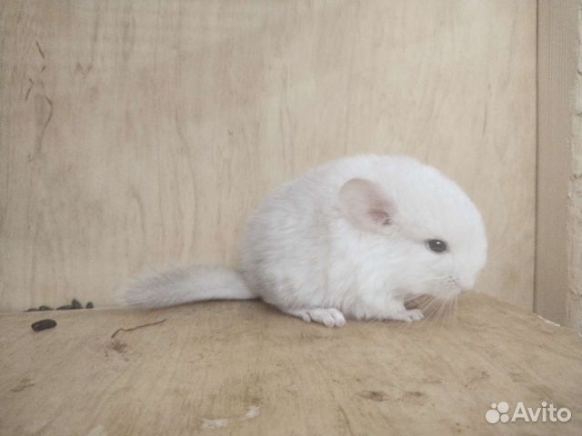Шиншилла
