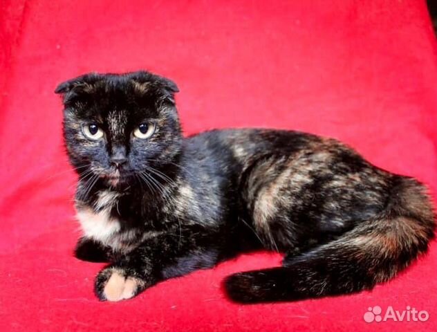 Тучка - маленькая вислоушка ищет дом