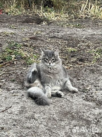 Кот