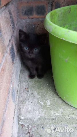 Котята