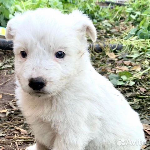 Пломбир совсем кроха