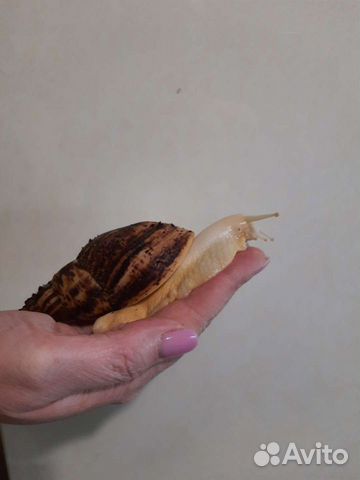 Улитки ахатины