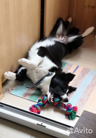 Отдам собаку Хлою в хорошие руки