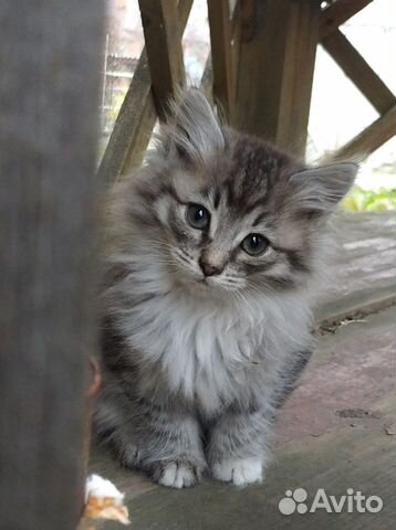 Красивые котята