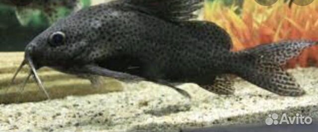 Сом,еллоу,гурами