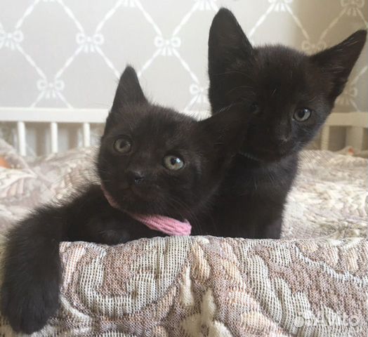Бомбейские котята
