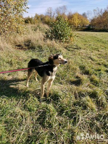 Забери друга из приюта