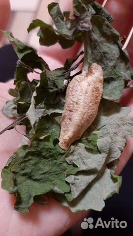 Оотек богомола