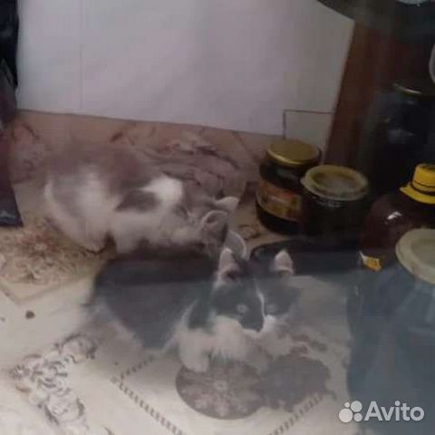Котята пушистые