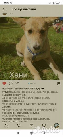 Некрупная малышка девочка щенок рыжая красавица