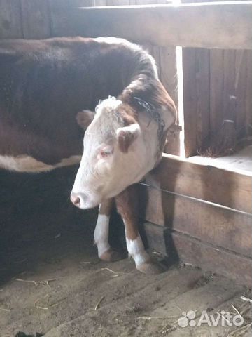 Корова с теленком