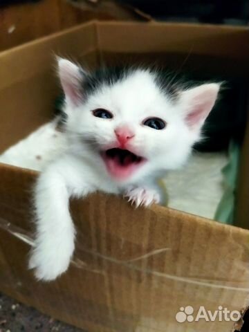 Котята в дар. 1 месяц, Ходят в лоток