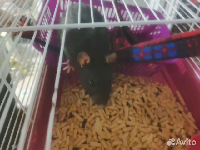 Крыска с клеткой