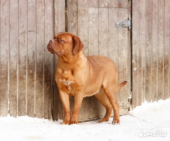 Бордоский дог,Дели,в добрые руки