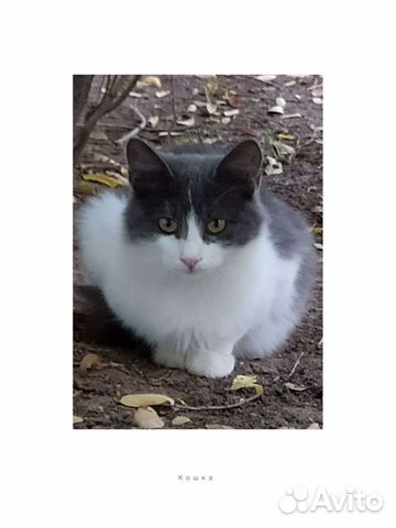 Котенок 7 месяцев девочка в добрые руки