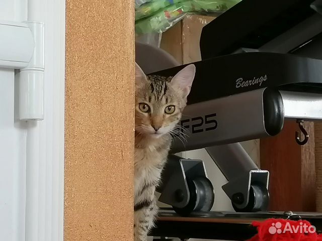 Кошечка подросток