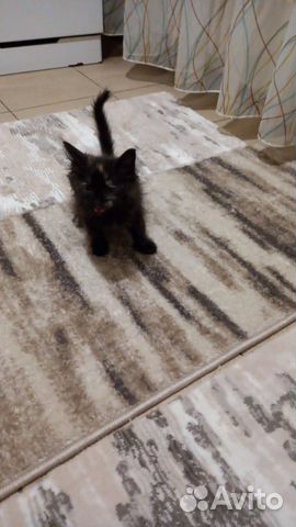 Котенок
