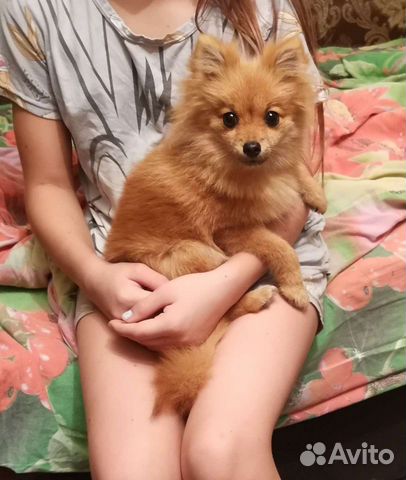 Шпиц