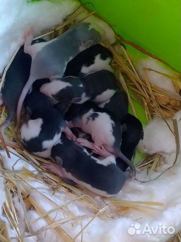 Крыса дамбо