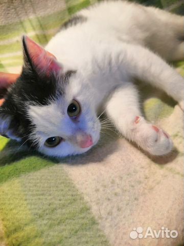 Котятки с шелковой шерсткой