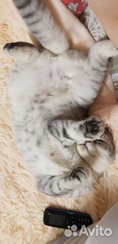 Шотландская кошка вязка
