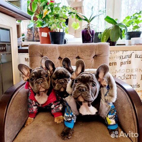 Французский бульдог щенки голубые