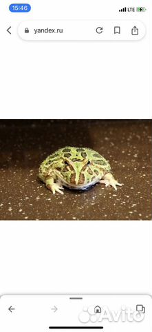 Лягушка рогатка мальчик