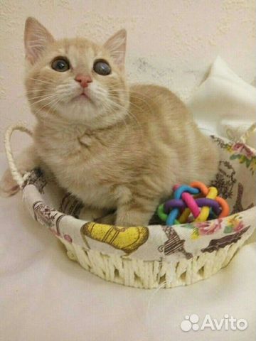 Персиковое счастье ищет дом