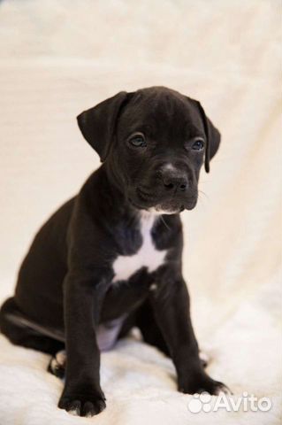 Щенки прайтера